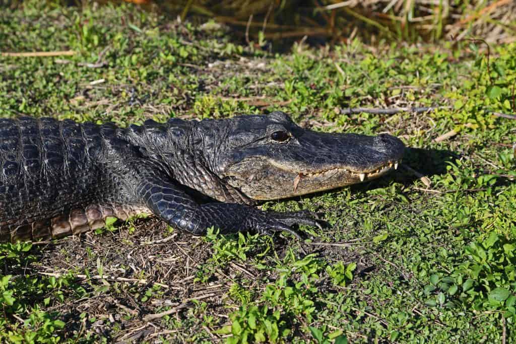 Everglades National Park | Park Ranger John