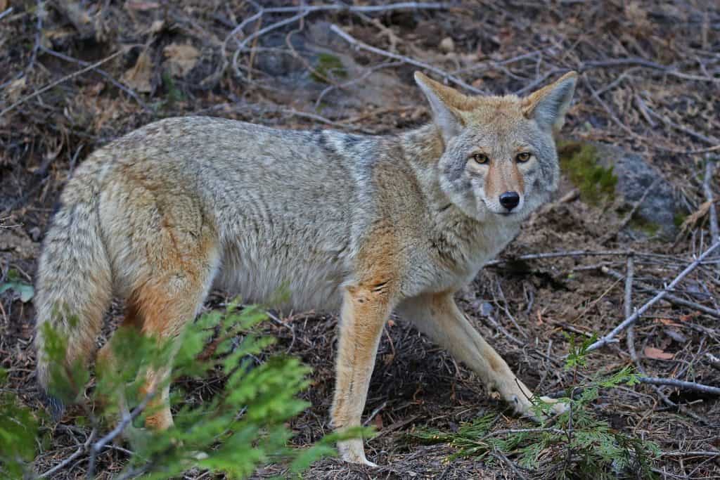 Yosemite National Park Travel Guide | Park Ranger John Yosemite National Park Travel Guide | Park Ranger John