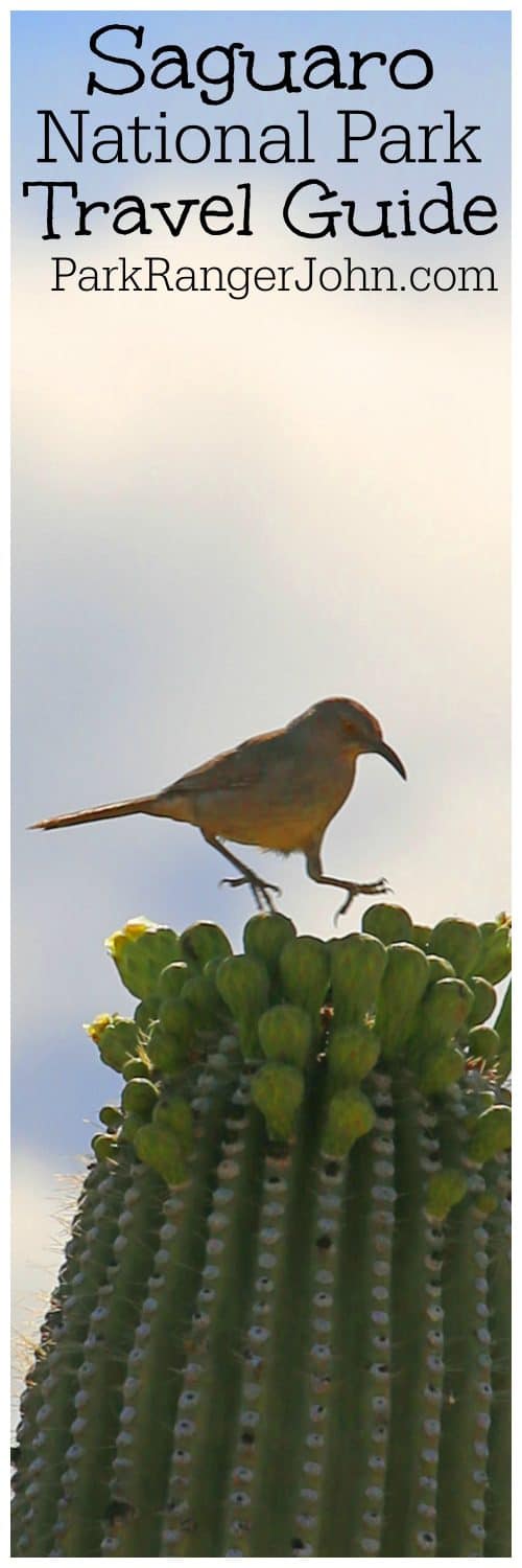 Saguaro National Park Travel Guide | Park Ranger John