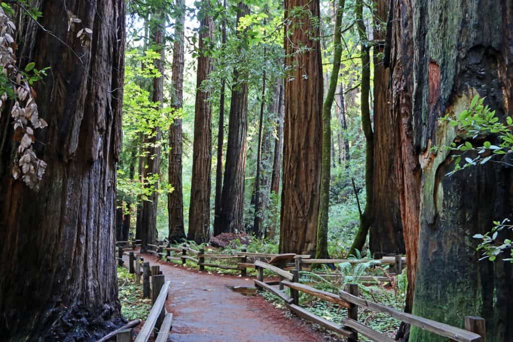 Muir Woods National Monument | Park Ranger John
