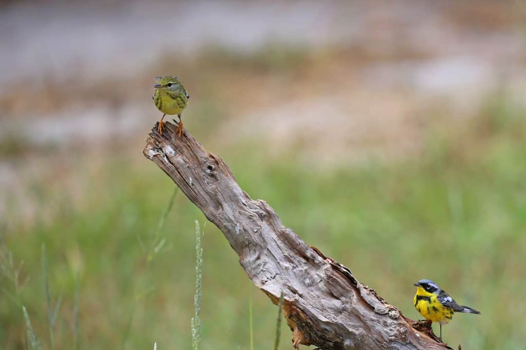 Things to do at Dry Tortugas National Park | Park Ranger John