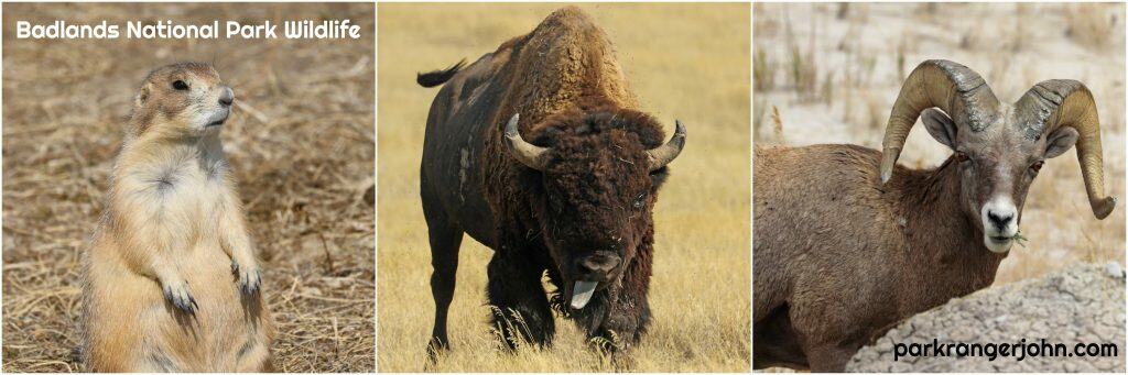 Things to do Badlands National Park | Park Ranger John