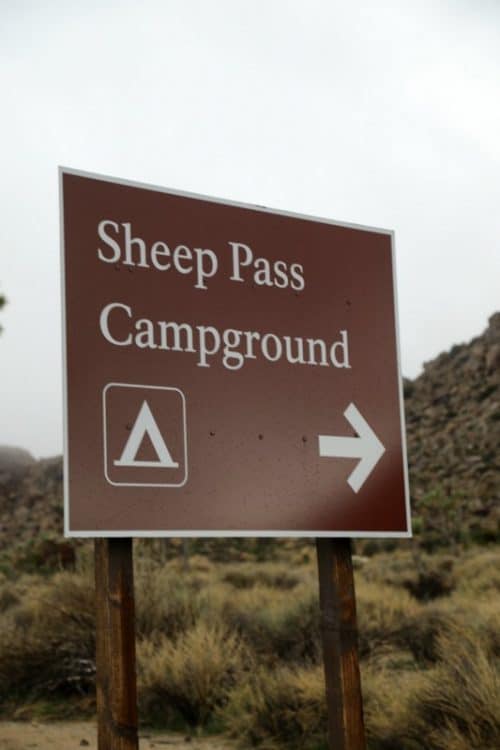 Sheep Pass Group Campground - Joshua Tree National Park | Park Ranger John