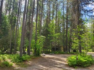 Fish Creek Campground - Glacier National Park | Park Ranger John
