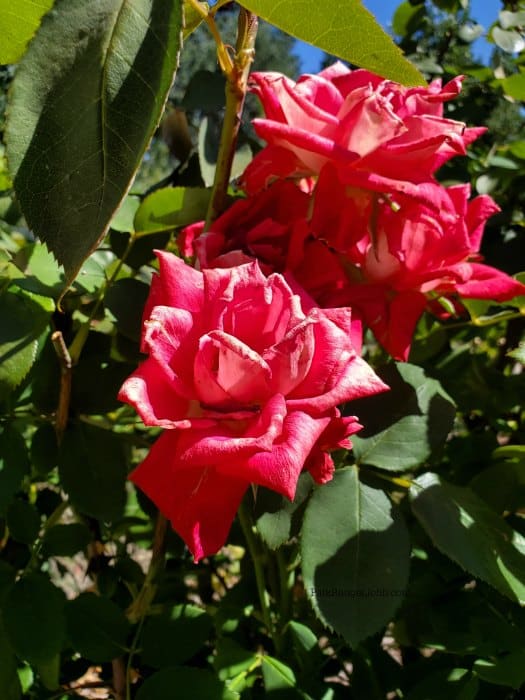 Cesar Chavez National Monument | Park Ranger John