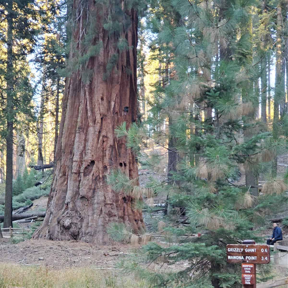 Mariposa Grove of Giant Sequoias - Yosemite National Park {Video ...
