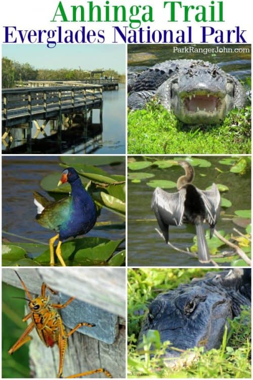 Anhinga Trail - Everglades National Park | Park Ranger John