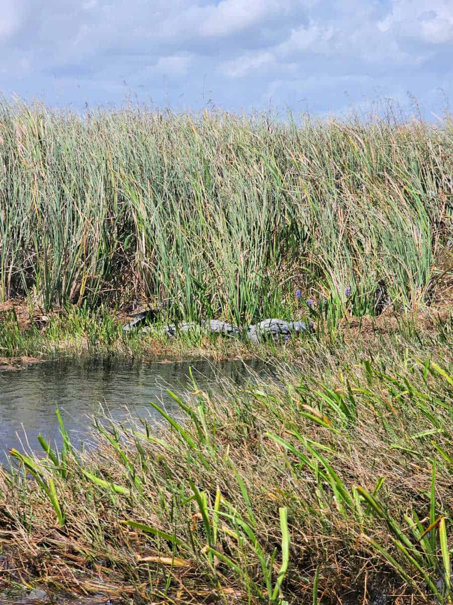 Coopertown Airboat Tours | Park Ranger John