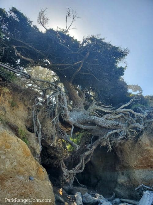 Tree of Life - Kalaloch Beach - Olympic National Park | Park Ranger John