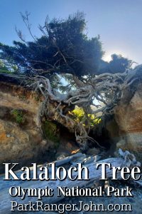 Tree of Life - Kalaloch Beach - Olympic National Park | Park Ranger John
