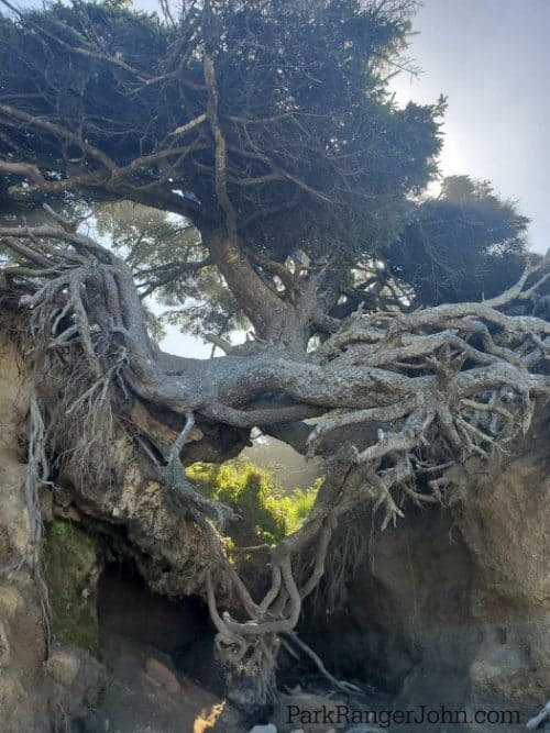 Tree of Life - Kalaloch Beach - Olympic National Park | Park Ranger John