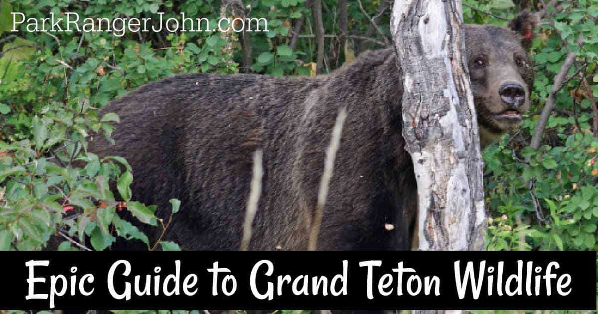 The Complete Grand Teton Wildlife Viewing Guide | Park Ranger John