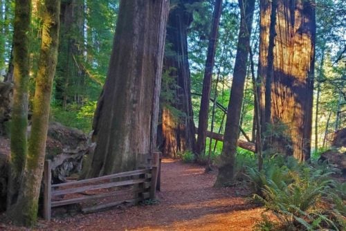 Stout Grove Trail – Jedediah Smith Redwoods State Park | Park Ranger John