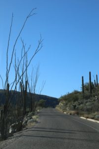 Things to do at Saguaro National Park | Park Ranger John