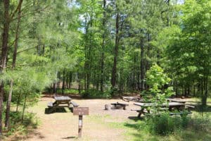 Congaree National Park Camping - South Carolina | Park Ranger John