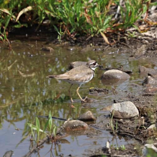 The Complete Grand Teton Wildlife Viewing Guide | Park Ranger John