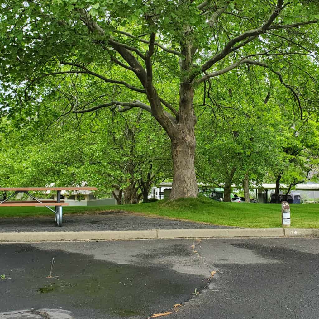 Spring Canyon Campground - Lake Roosevelt National Recreation Area ...