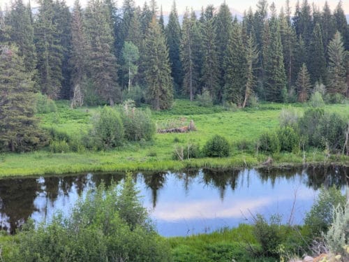Moose Wilson Road - Grand Teton National Park | Park Ranger John