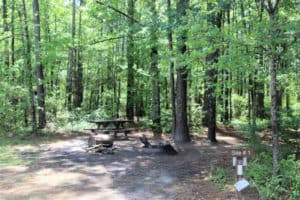 Congaree National Park - Epic Guide 2023 | Park Ranger John