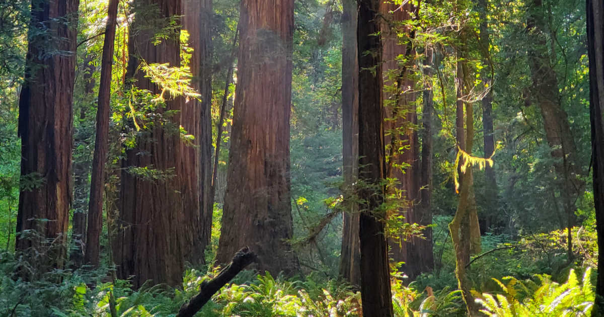 Redwood National Park | Park Ranger John