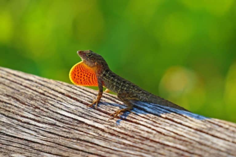Everglades National Park | Park Ranger John