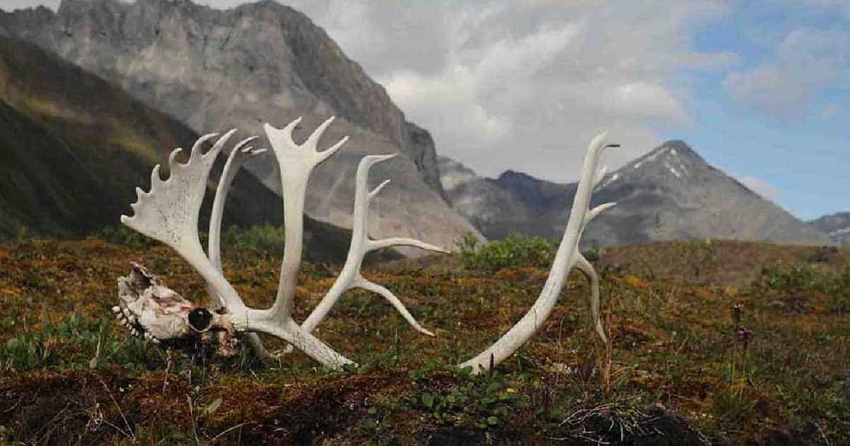 Gates of the Arctic National Park | Park Ranger John