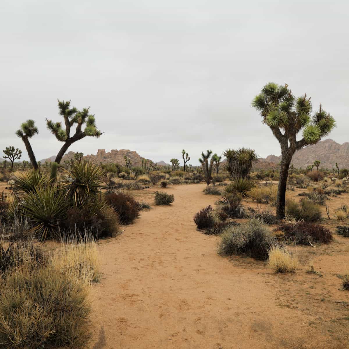Best Hikes in Joshua Tree National Park! | Park Ranger John