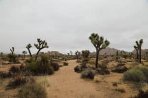Epic Guide to Joshua Tree Hikes! | Park Ranger John