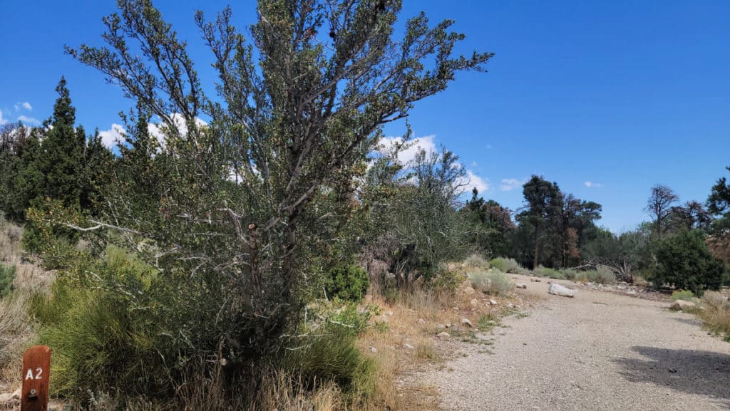 Grey Cliffs Campground - Great Basin National Park | Park Ranger John