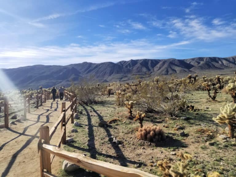Epic Guide to Joshua Tree Hikes! | Park Ranger John