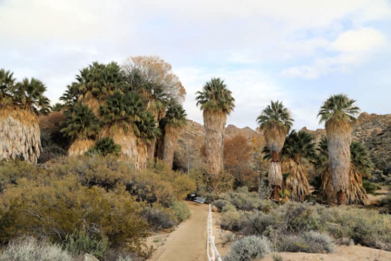 Epic Guide to Joshua Tree Hikes! | Park Ranger John