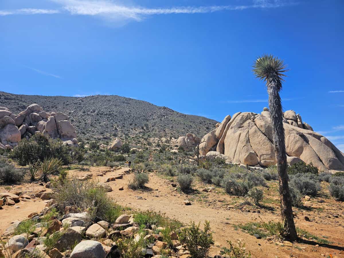 Best Hikes in Joshua Tree National Park! | Park Ranger John