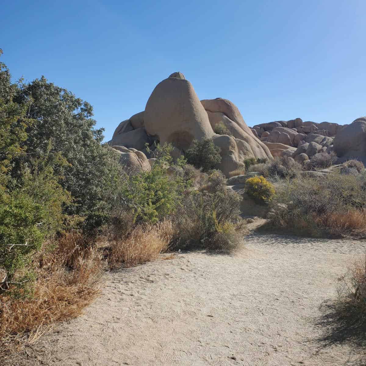 Best Hikes in Joshua Tree National Park! | Park Ranger John