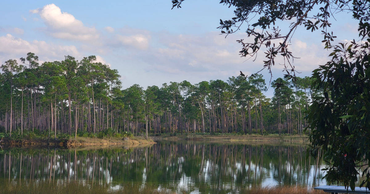 Long Pine Key Campground - Everglades National Park (Video) | Park ...
