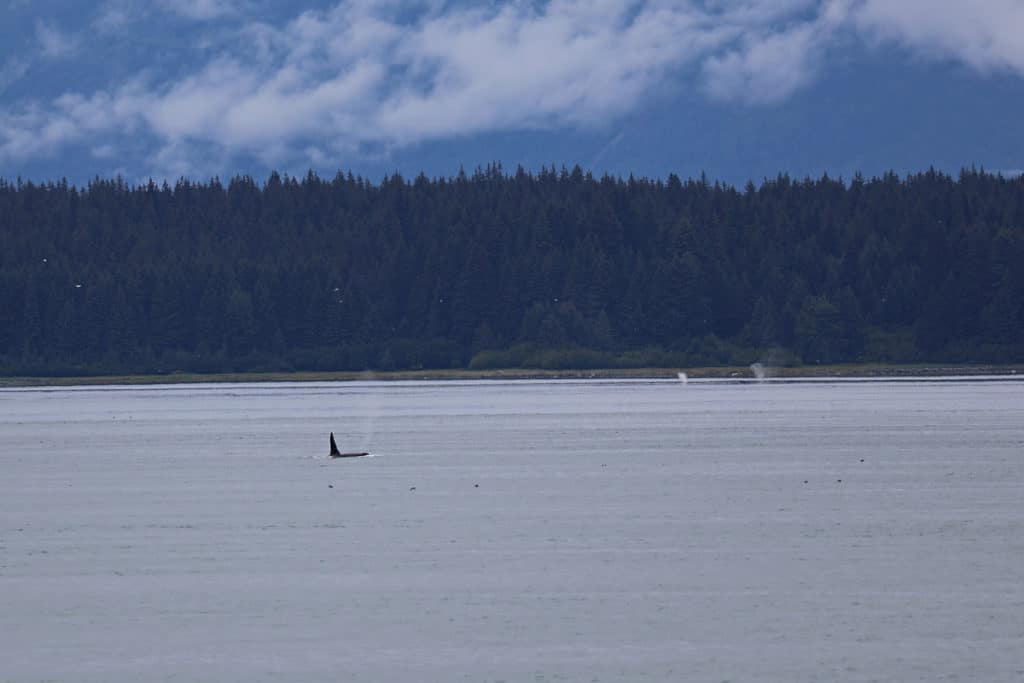 Glacier Bay Boat Tour - Glacier Bay National Park | Park Ranger John