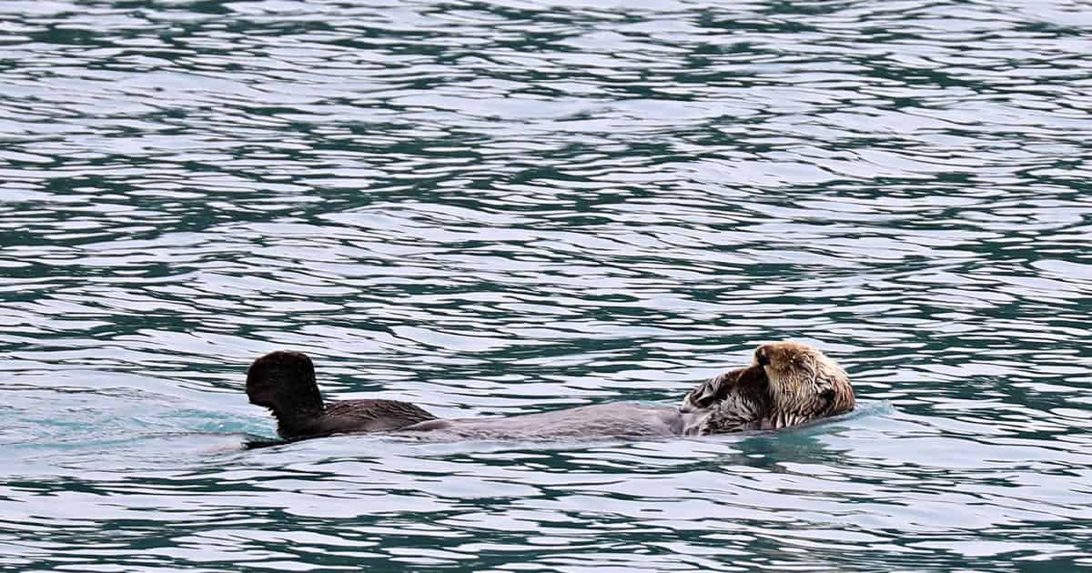 Glacier Bay Boat Tour - Glacier Bay National Park | Park Ranger John