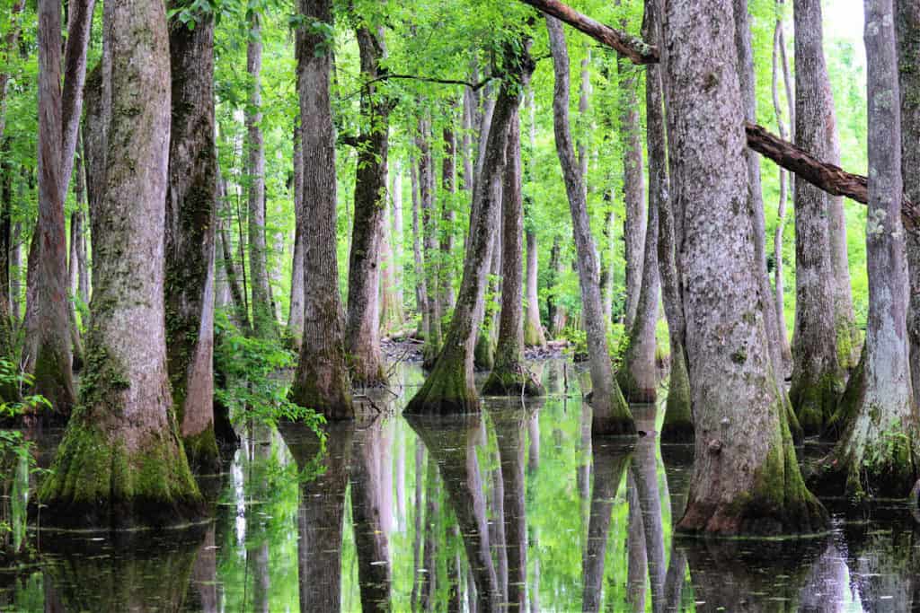 Natchez Trace Parkway & Ridgeland, MS Trip Report | Park Ranger John