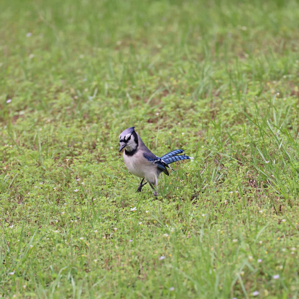Natchez Trace Parkway | Park Ranger John