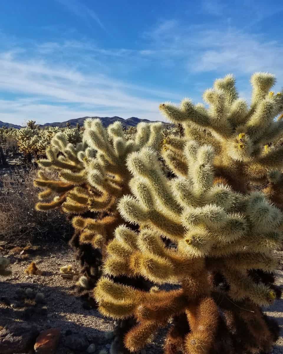 Things to do in Joshua Tree National Park | Park Ranger John