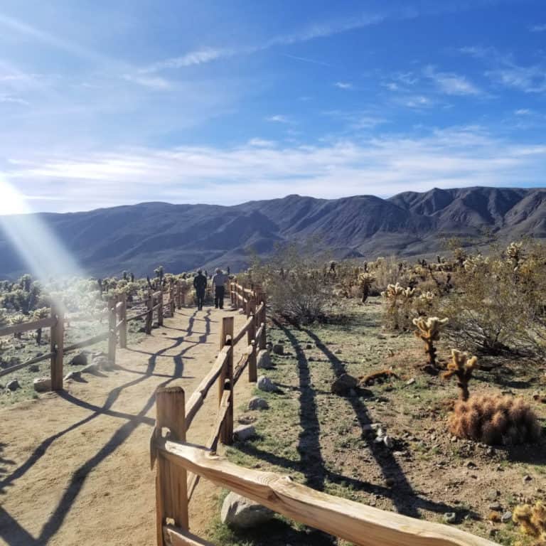 Complete Guide to Joshua Tree National Park | Park Ranger John