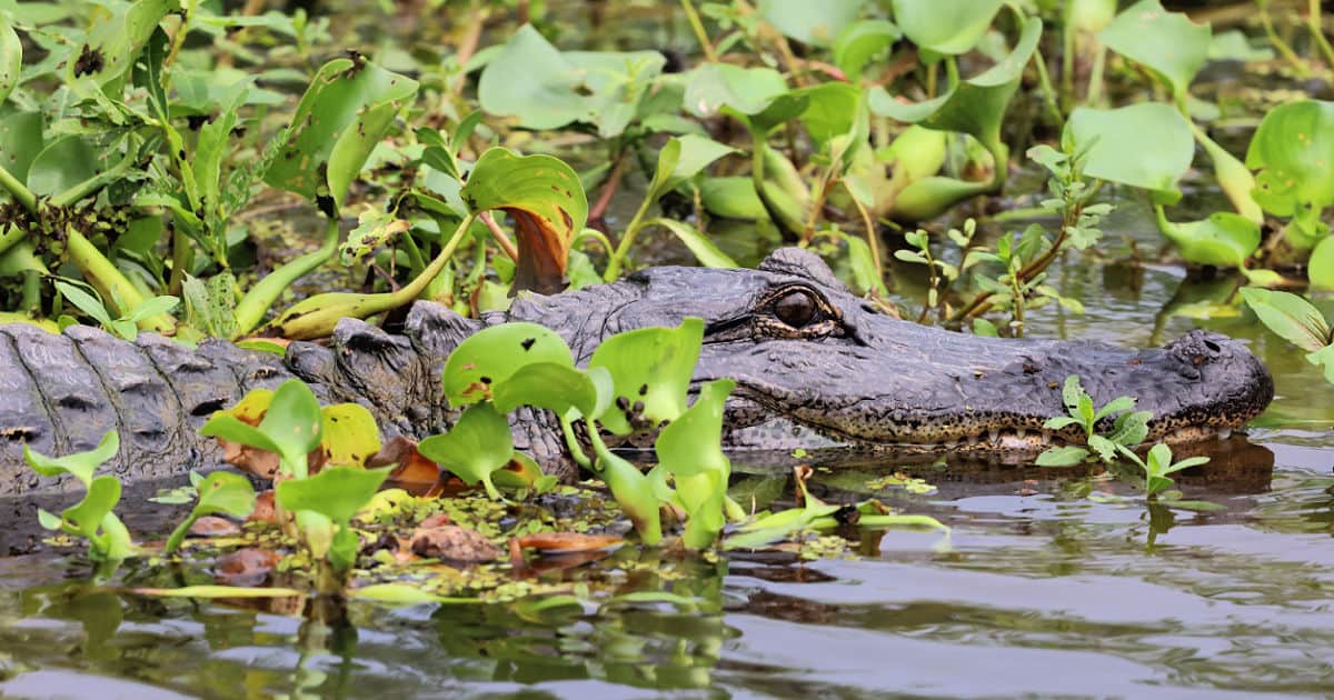 Jean Lafitte Swamp Tour | Park Ranger John