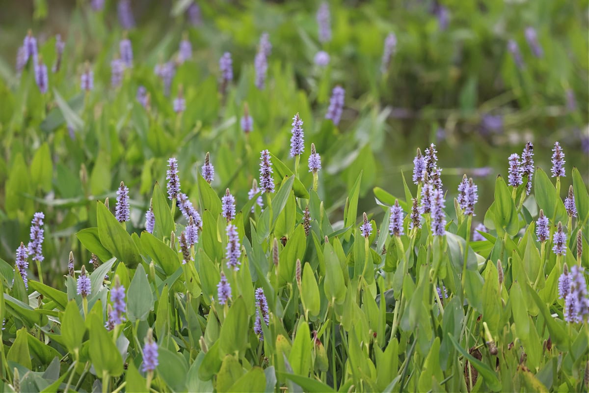 Jean Lafitte Swamp Tour | Park Ranger John
