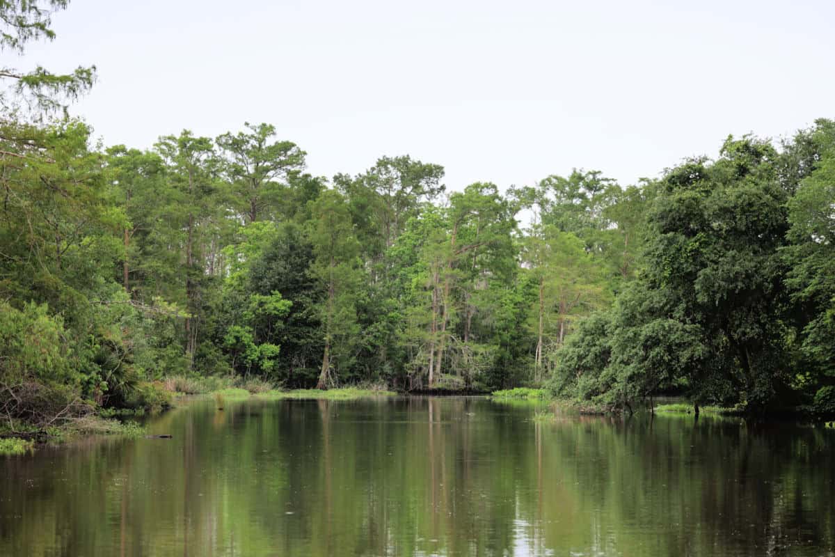 Jean Lafitte Swamp Tour | Park Ranger John