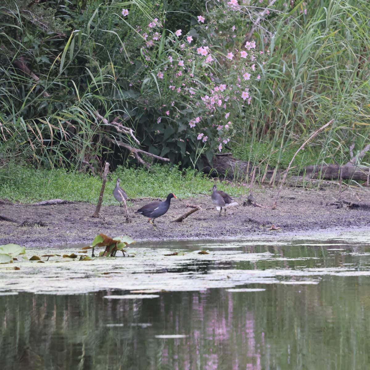 Bayou Sauvage Urban National Wildlife Refuge - Louisiana | Park Ranger John