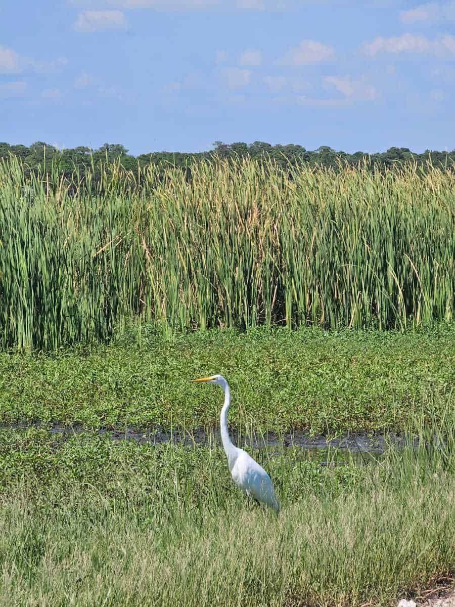 Big Branch Marsh National Wildlife Refuge - Louisiana | Park Ranger John