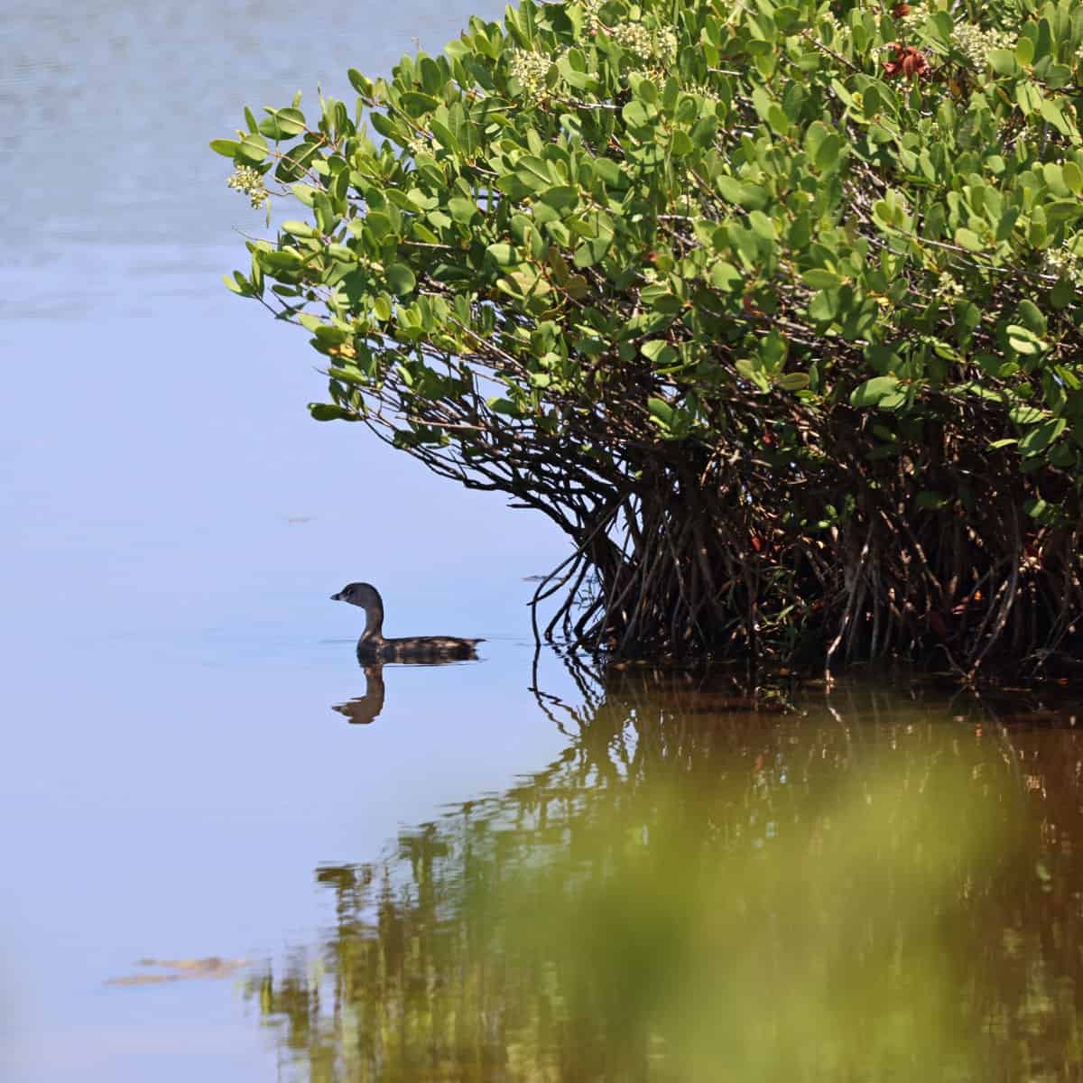 Merritt Island National Wildlife Refuge - Florida | Park Ranger John